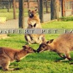 Pet farms and Open Farms around Ireland