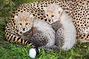 Fota Wildlife Park | Cork Zoo Online Booking
