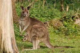 Fota Wildlife Park | Cork Zoo Online Booking