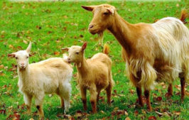 Newbridge House and Newbridge Farm Family Fun Day Out in Dublin